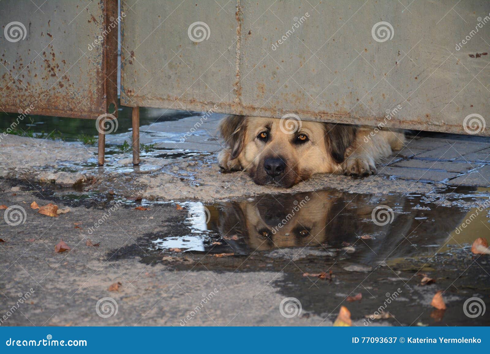 Dog under the gate stock image. Image of metal, path - 77093637