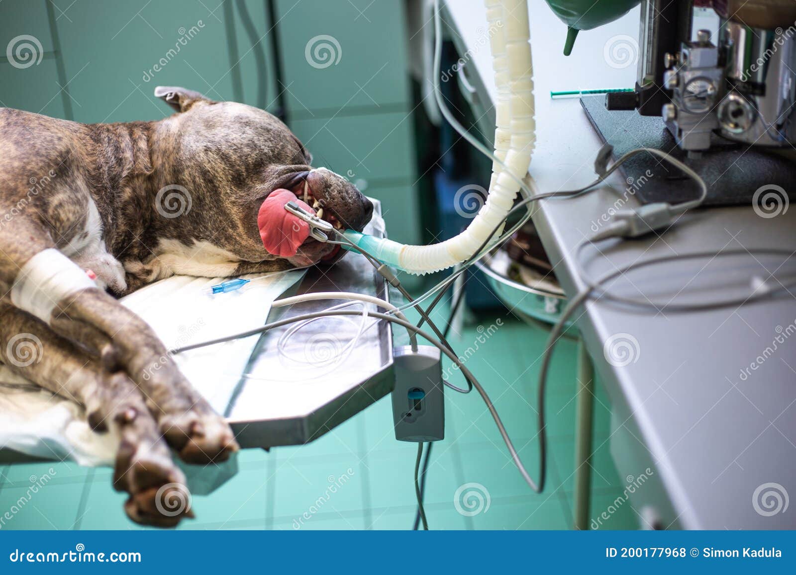 Dog Under the Surgery Process at the Vet Clinic, Veterinary Concept ...