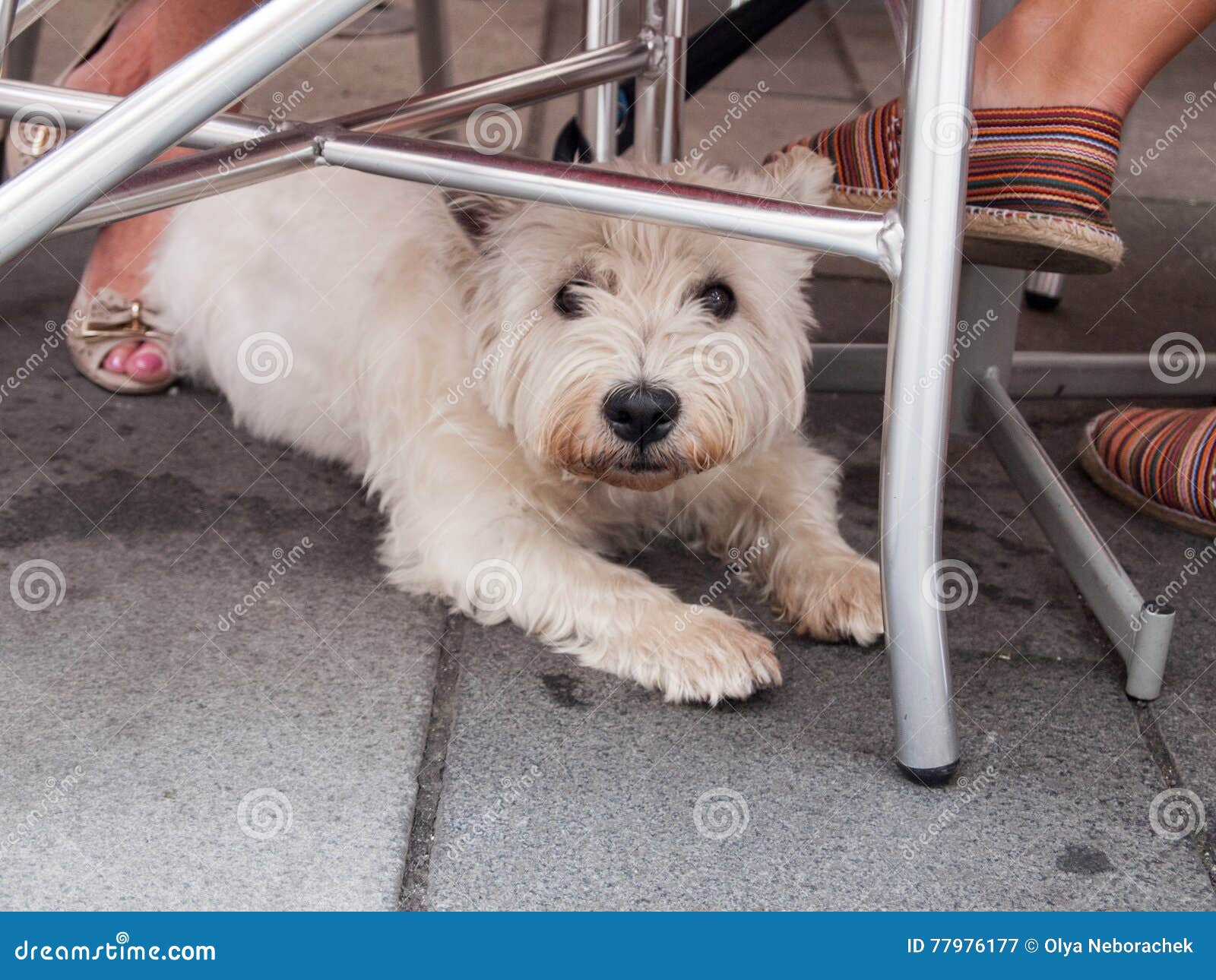 Dog Under Table Stock Photos - Download 461 Royalty Free Photos