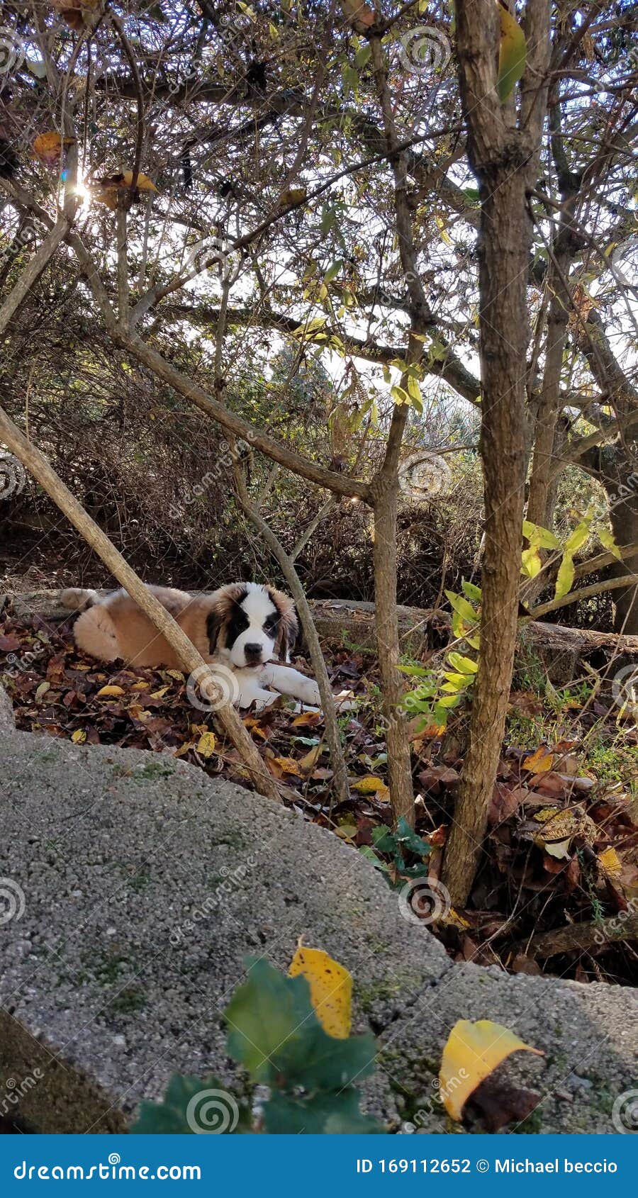 Dog under the tree stock photo. Image of tree, outdoors - 169112652