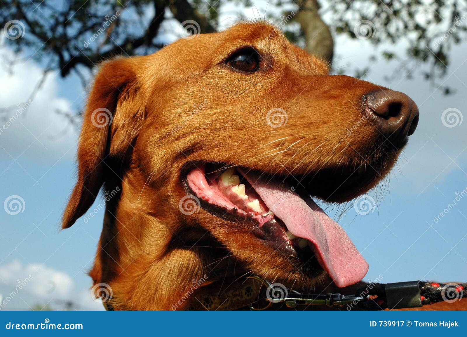 Dog under the tree stock image. Image of cloud, tree, tongue - 739917