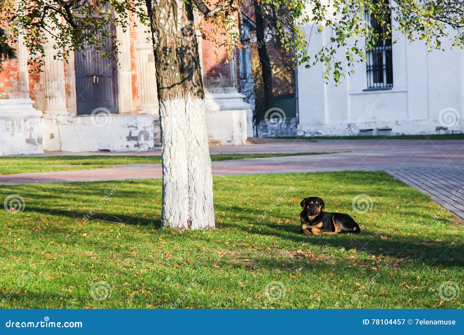 Dog under a tree stock image. Image of life, buildings - 78104457