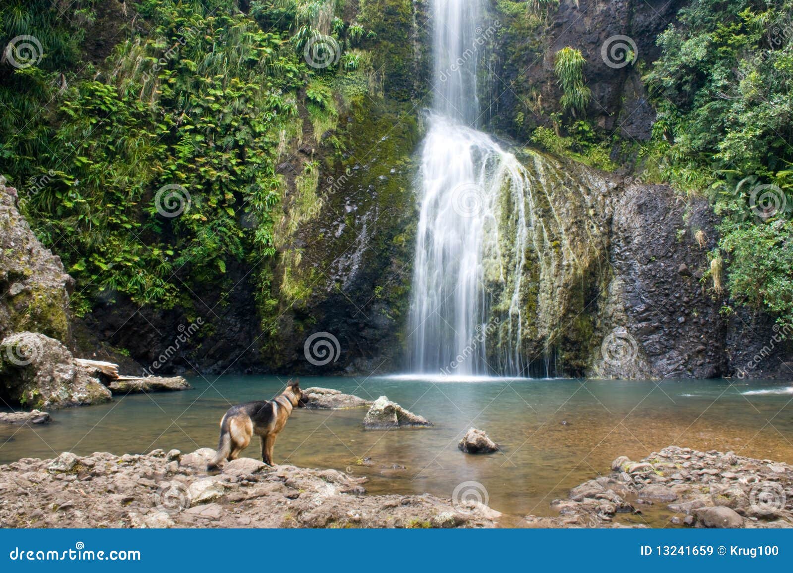 Dog under the waterfall stock image. Image of conservation - 13241659