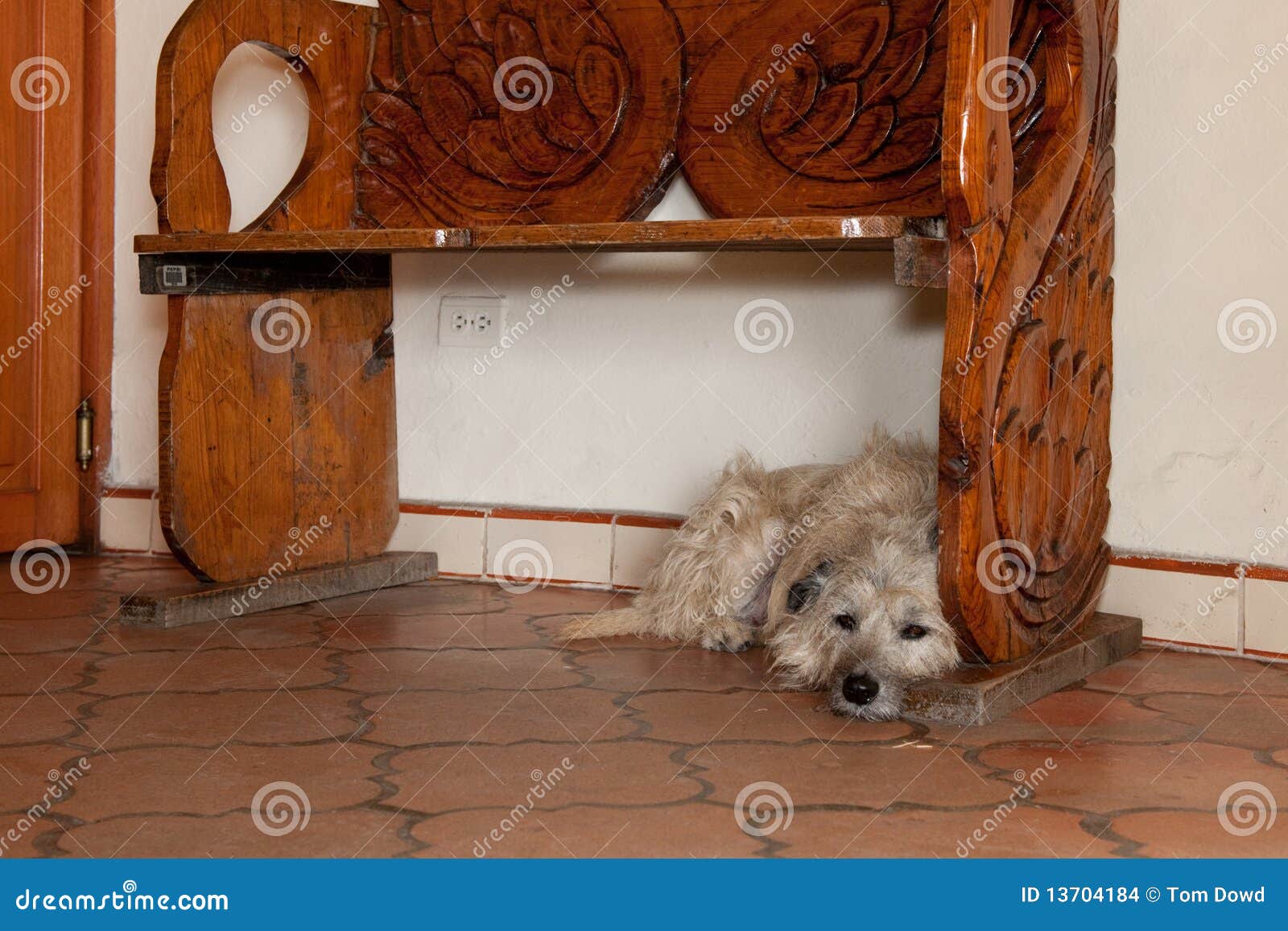 Dog under wooden bench stock photo. Image of resting - 13704184