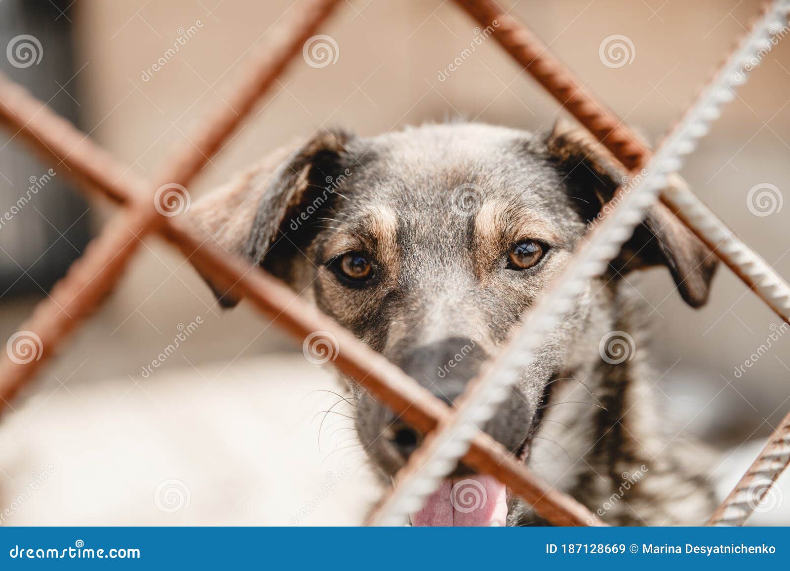 Dog of Unknown Breed Behind Bars in a Shelter Stock Image - Image of ...