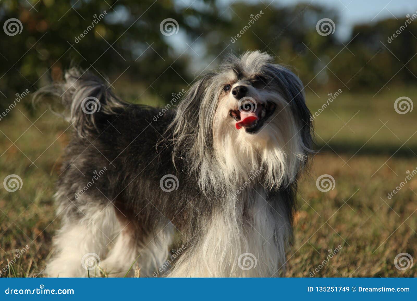 Dog Unknown Breed is Cheerfull and Posing Stock Image - Image of ...