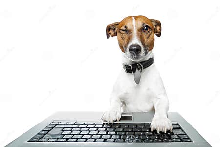 Dog using a computer stock image. Image of computer, terrier - 23266407