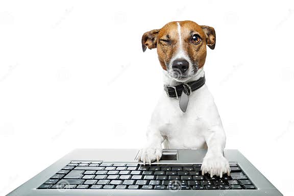 Dog using a computer stock image. Image of computer, terrier - 23266407