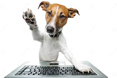 Dog using a computer stock image. Image of searching - 23266415