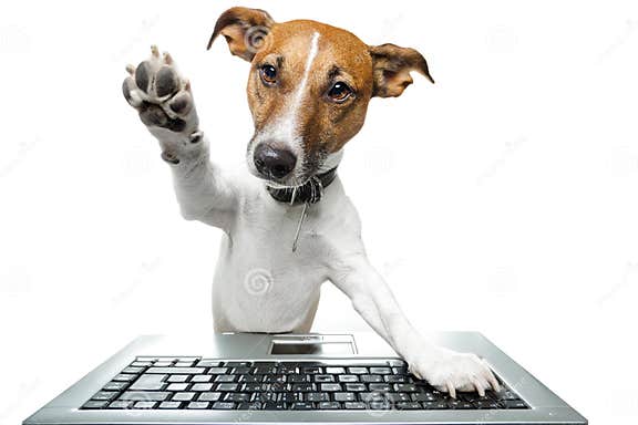 Dog using a computer stock image. Image of searching - 23266415