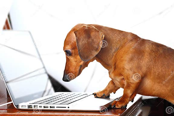 Dog using computer stock photo. Image of pretty, animal - 23797962