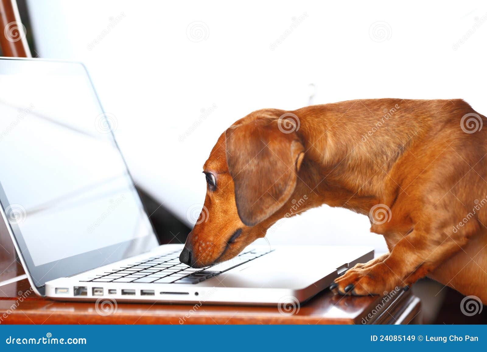 Dog using computer stock image. Image of computer, reading - 24085149
