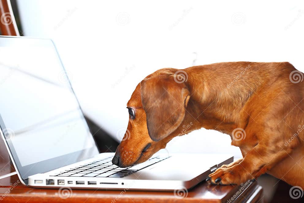 Dog using computer stock image. Image of computer, reading - 24085149