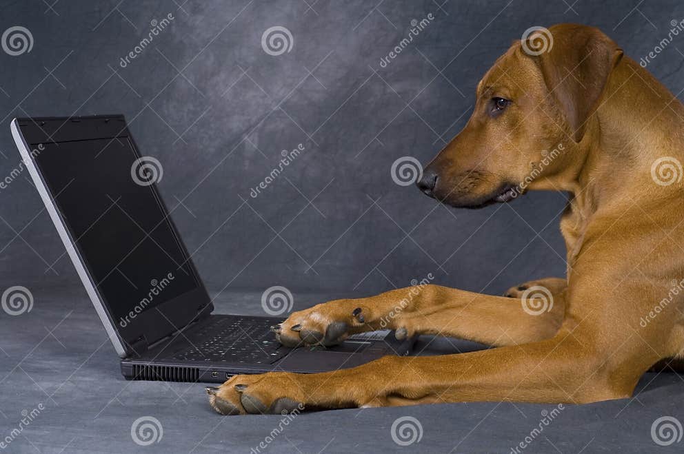 Dog Using Computer for Surfing in the Network Stock Photo - Image of ...
