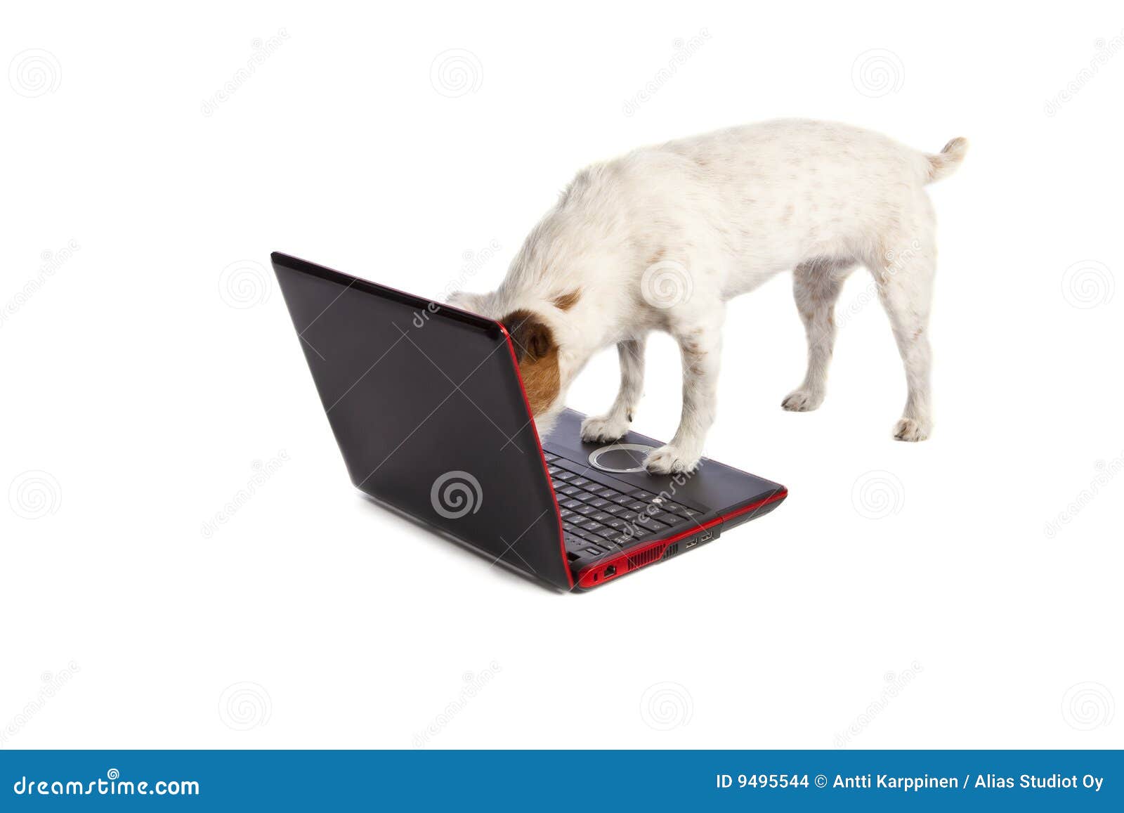 Dog using computer stock photo. Image of canine, portrait - 9495544