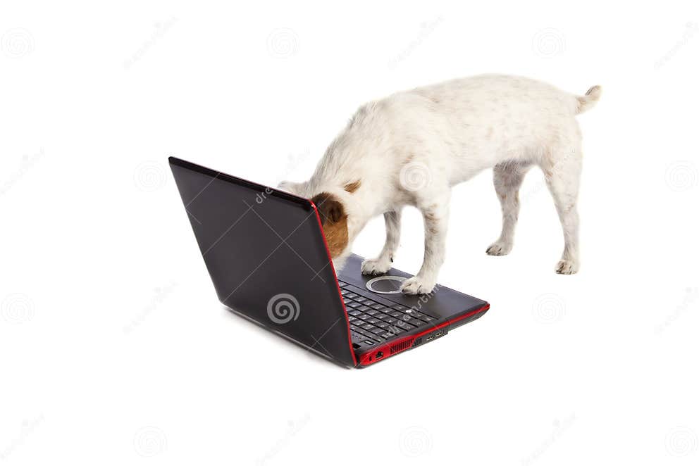 Dog using computer stock photo. Image of canine, portrait - 9495544