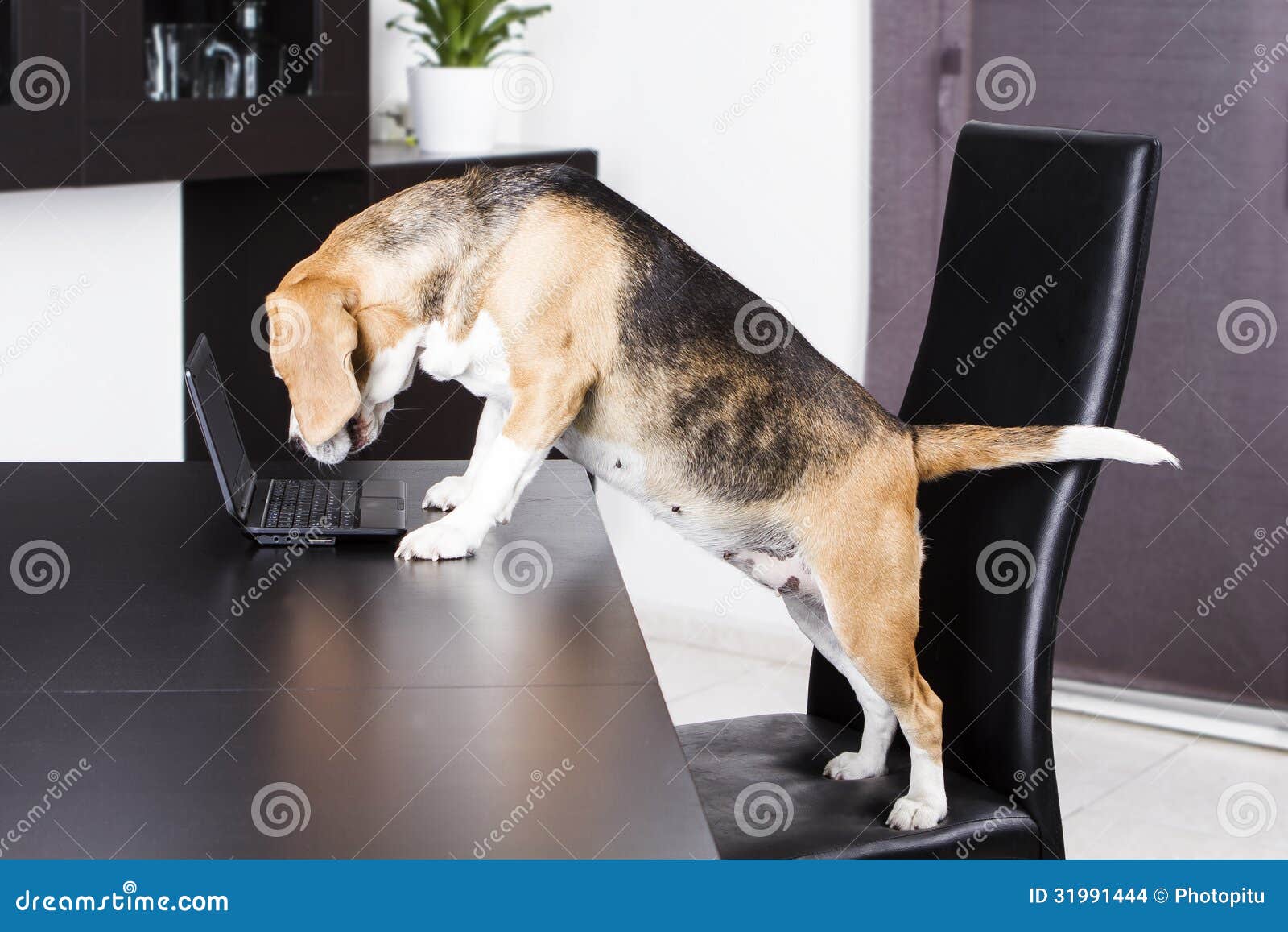 Dog using a computer stock photo. Image of network, beagle - 31991444