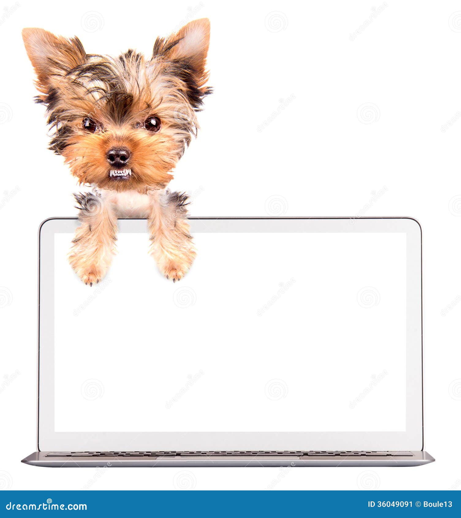 Dog using a computer stock image. Image of funny, computer - 36049091