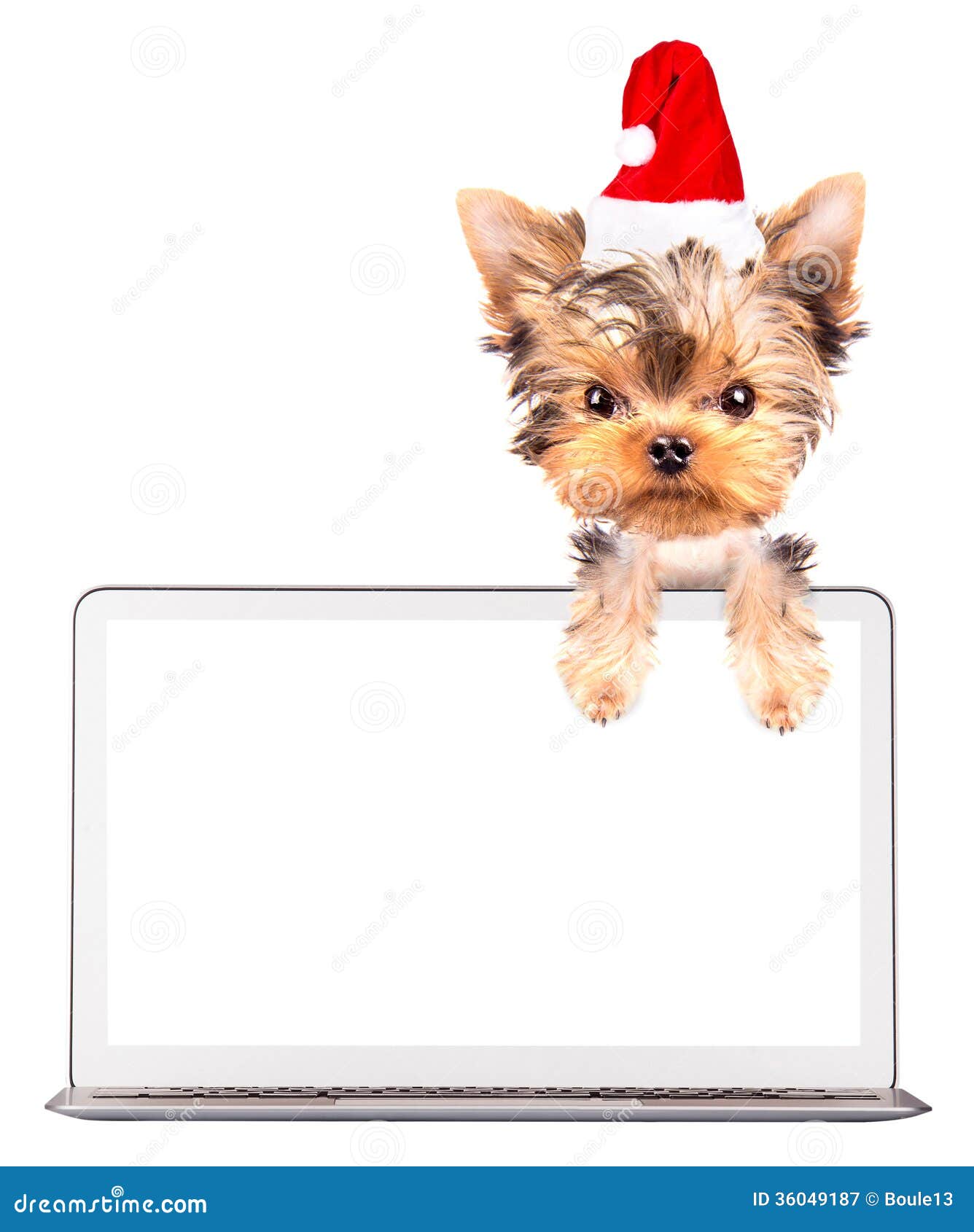 Dog using a computer stock image. Image of canine, screen - 36049187