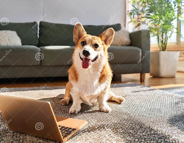 Dog using laptop computer stock image. Image of technology - 357267353