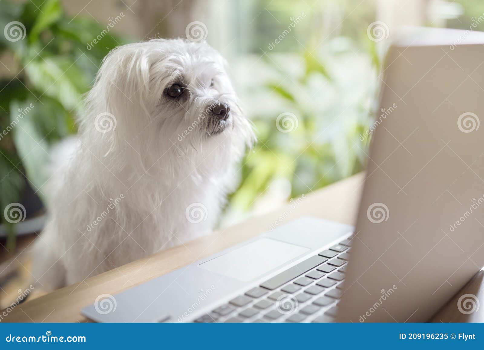 Dog using laptop computer stock image. Image of lazy - 209196235