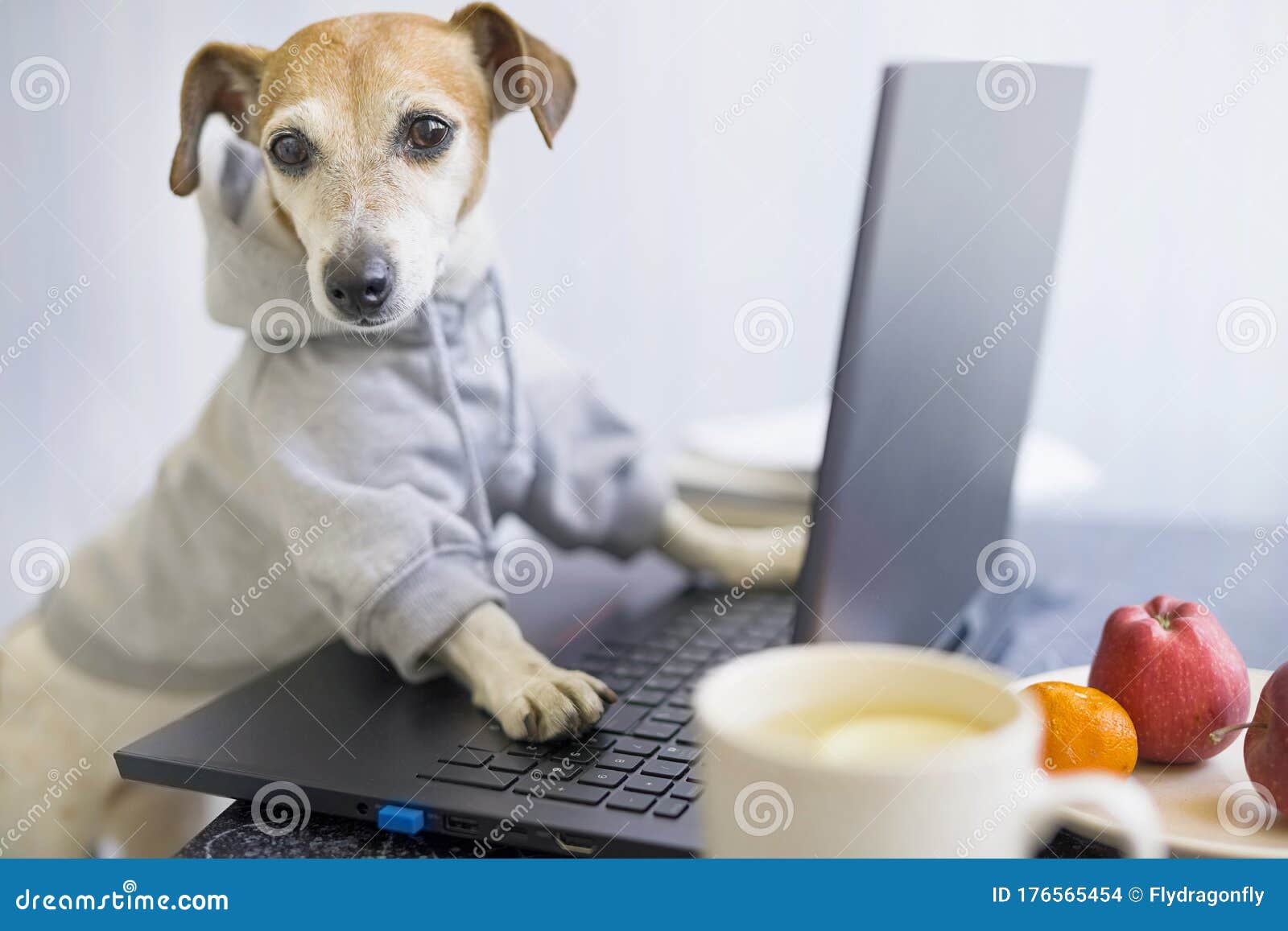 Dog Using Laptop Work Remotely. Stock Photo - Image of concept ...