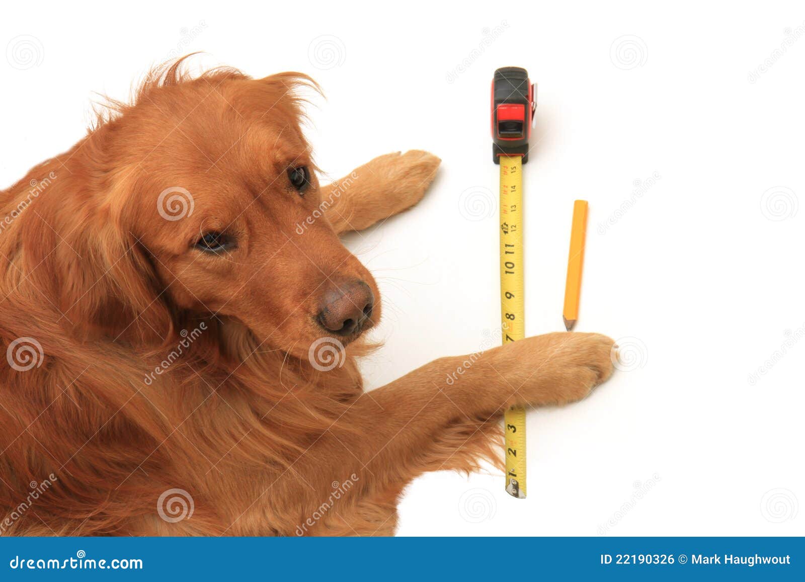 Dog using a tape measure stock photo. Image of white - 22190326