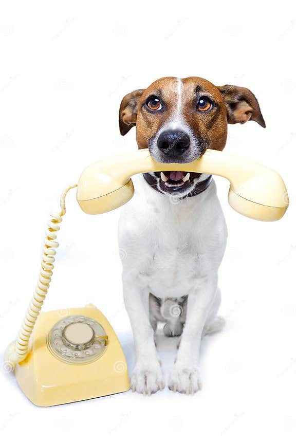 Dog using a yellow phone stock image. Image of phone - 23266151
