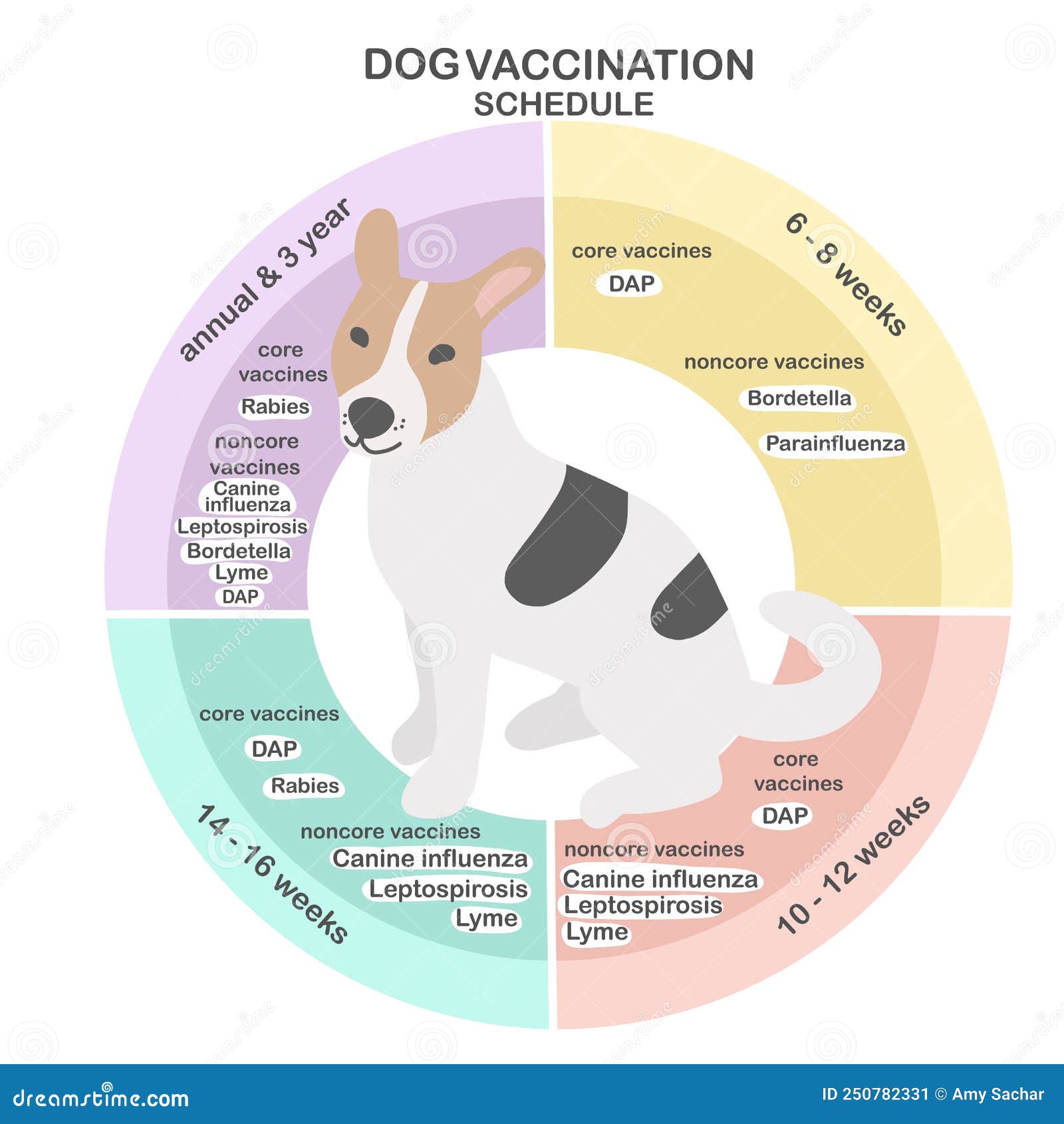 Dog Vaccine Schedule Info-graphic Illustration Stock Vector ...