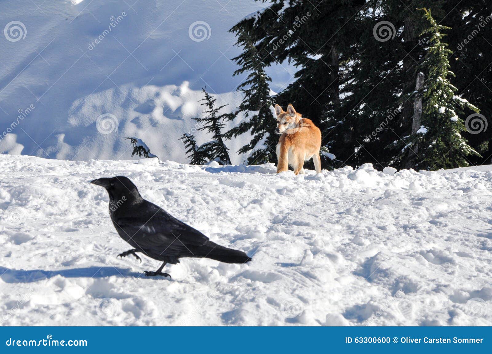 Dog versus Raven stock photo. Image of raven, feather - 63300600