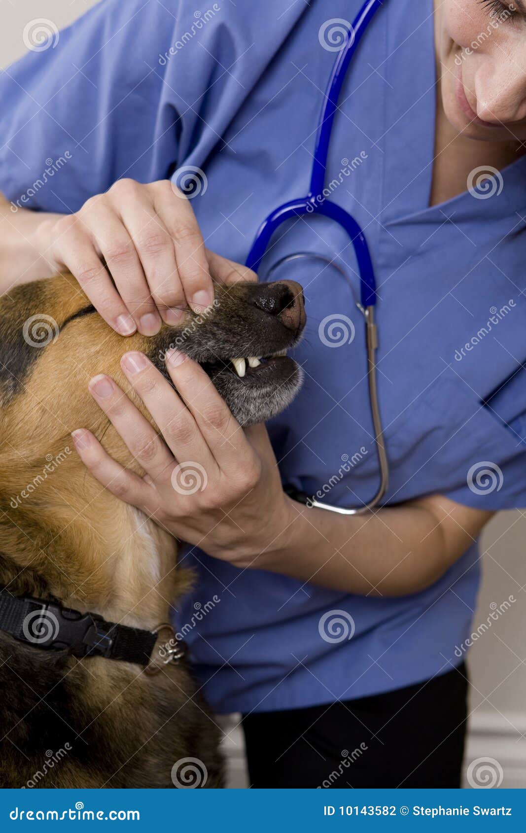 Dog and vet stock photo. Image of care, health, checkup - 10143582