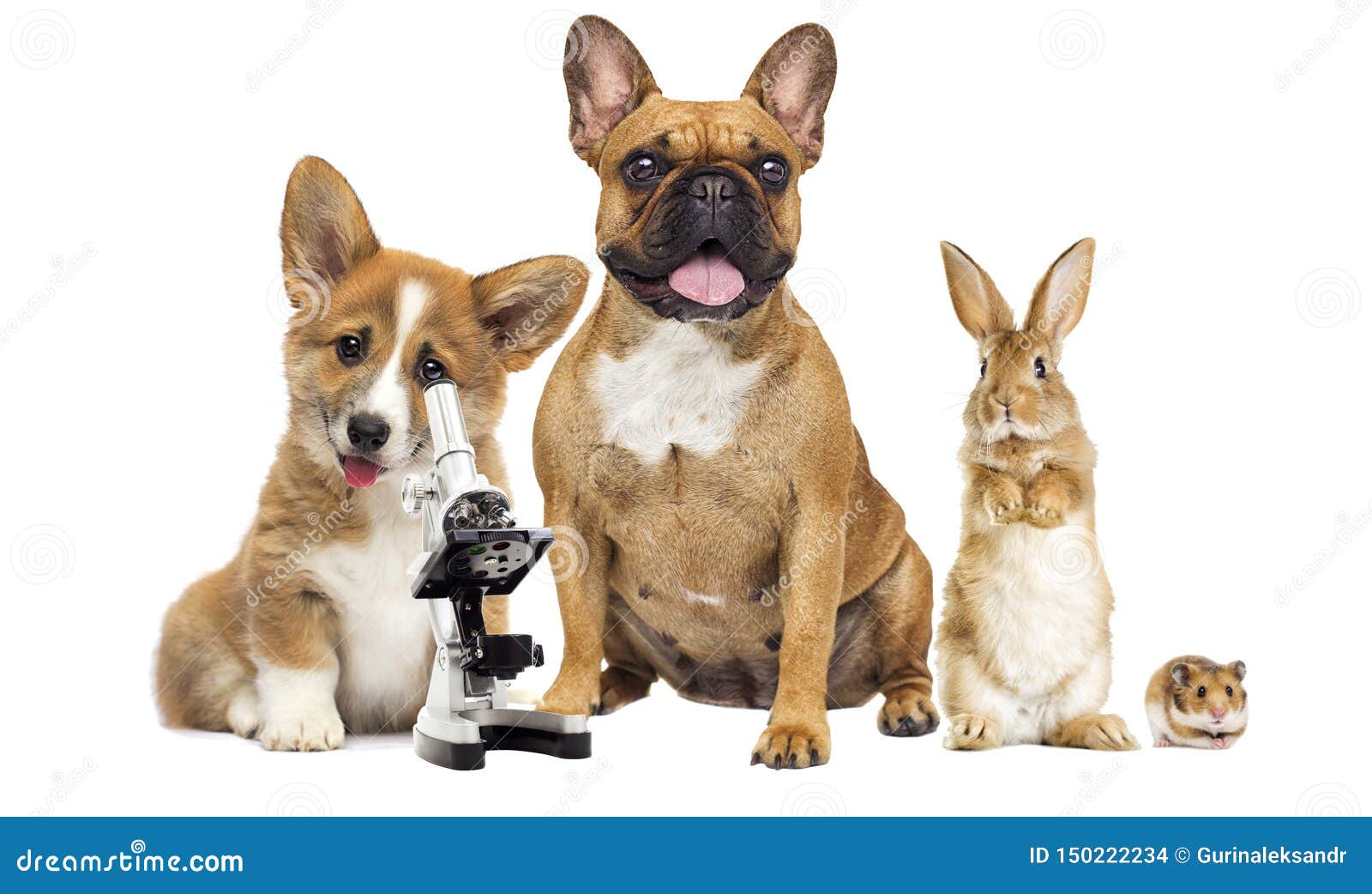 Dog vet and microscope stock photo. Image of isolated - 150222234
