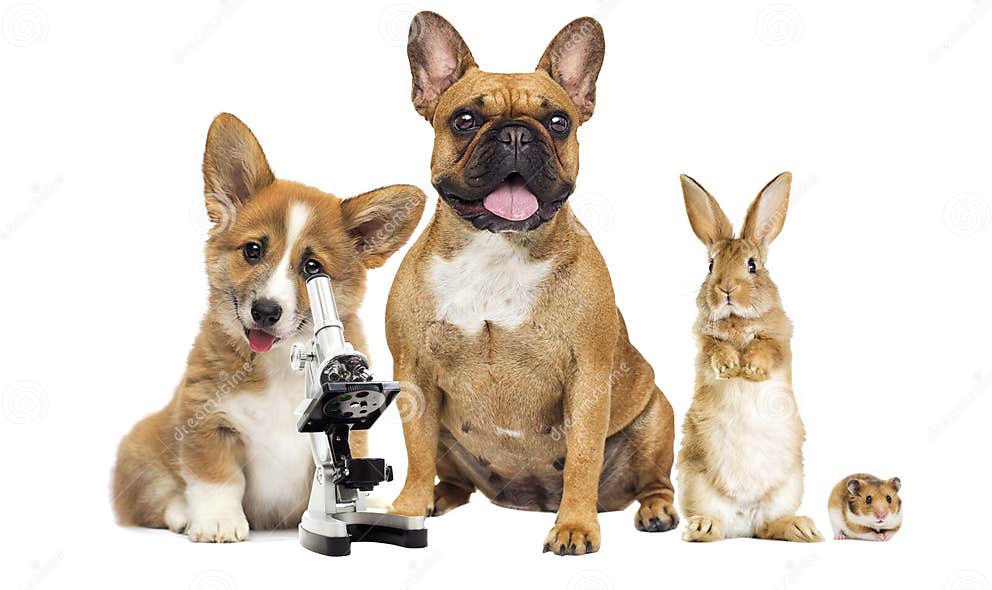 Dog vet and microscope stock photo. Image of isolated - 150222234