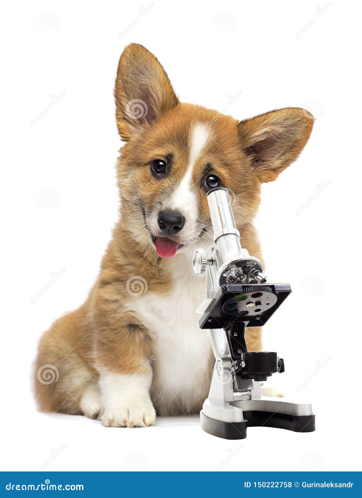Dog vet and microscope stock photo. Image of little - 150222758