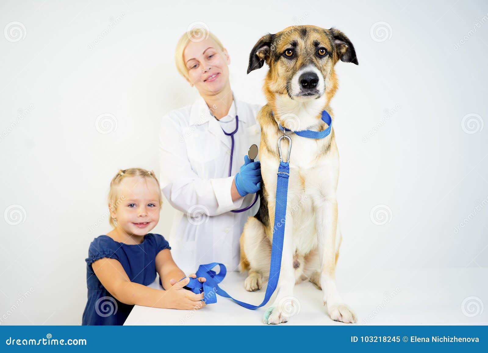 Dog at a vet stock image. Image of animals, cute, brown - 103218245