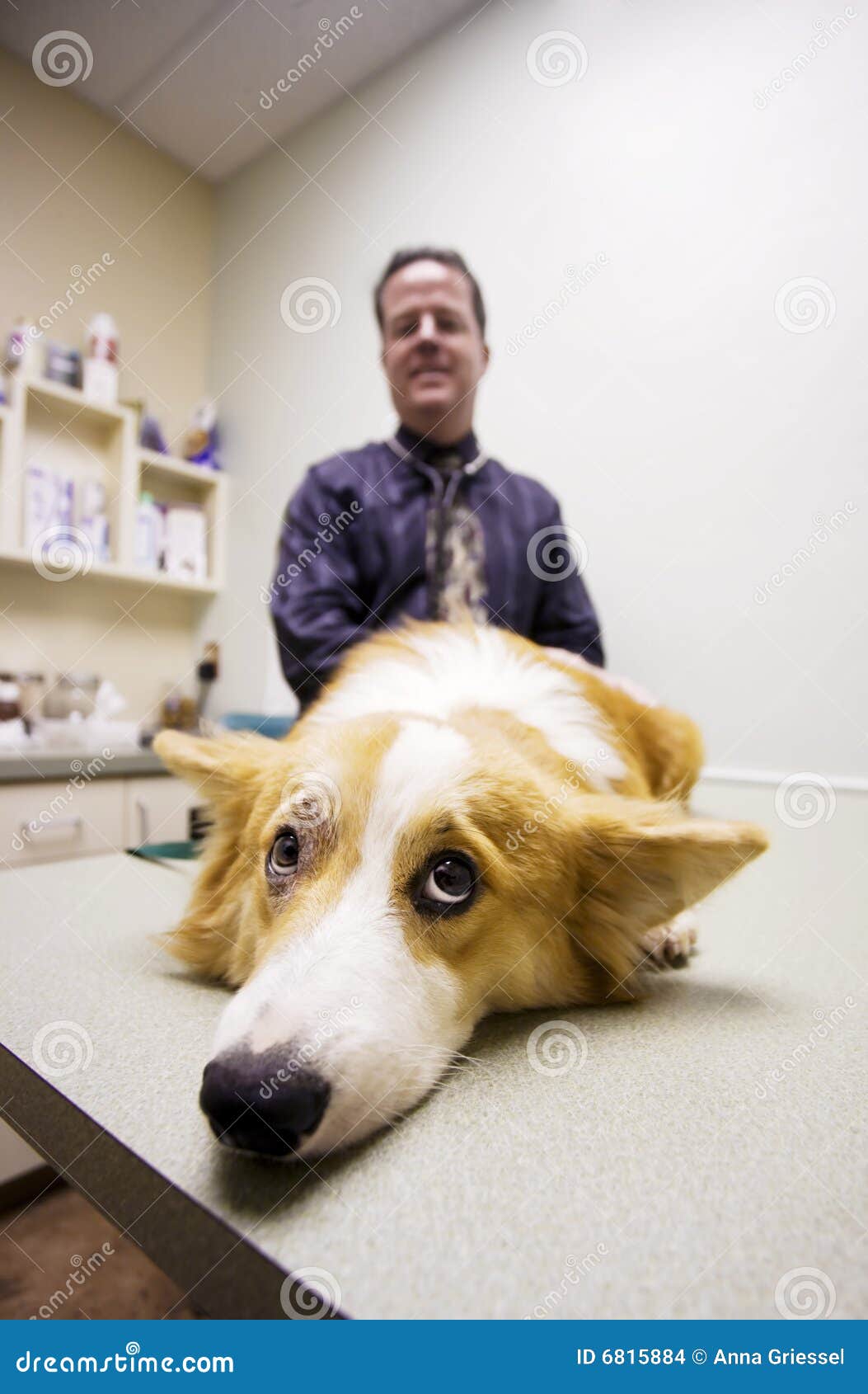 Dog in a veterinary office stock photo. Image of veterinary - 6815884
