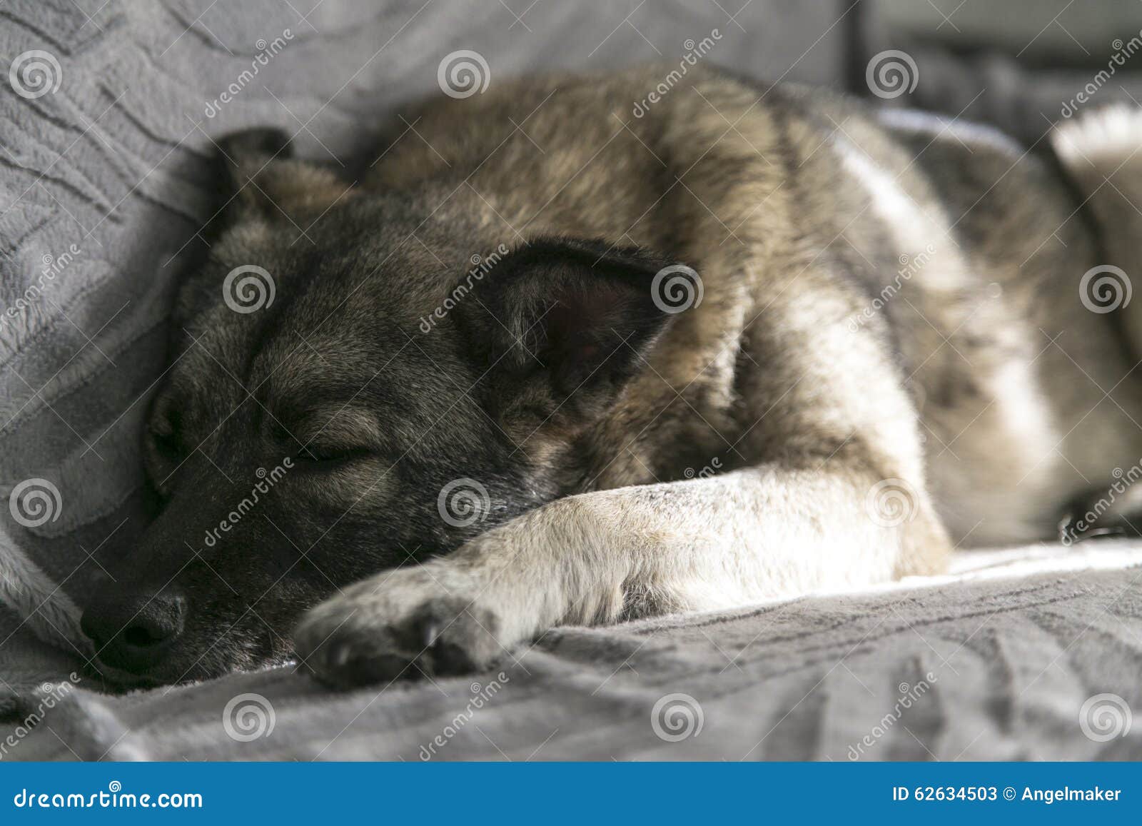 Dog stock image. Image of animal, sleeping, jackal, sunshine - 62634503