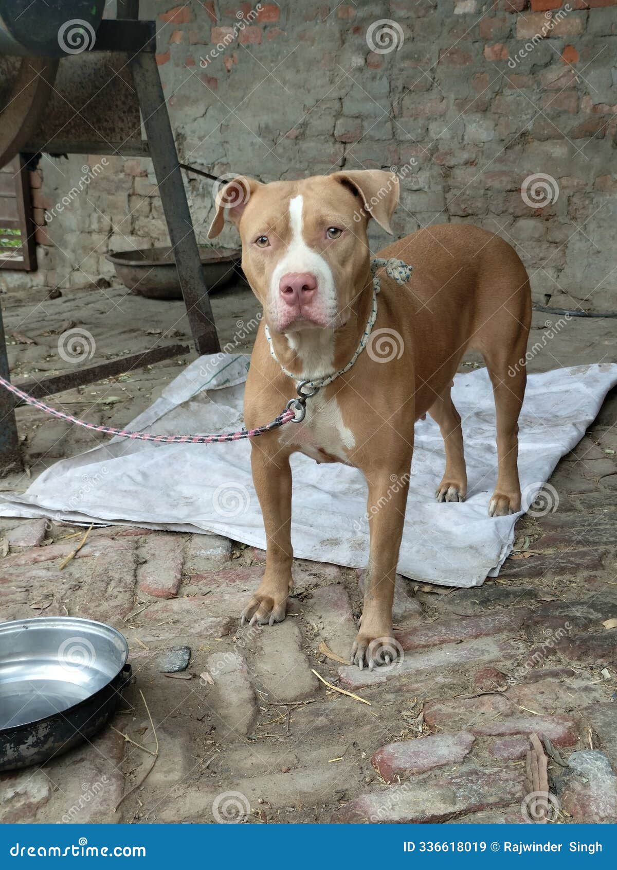 American pitbull terrier stock image. Image of wildlife - 336618019