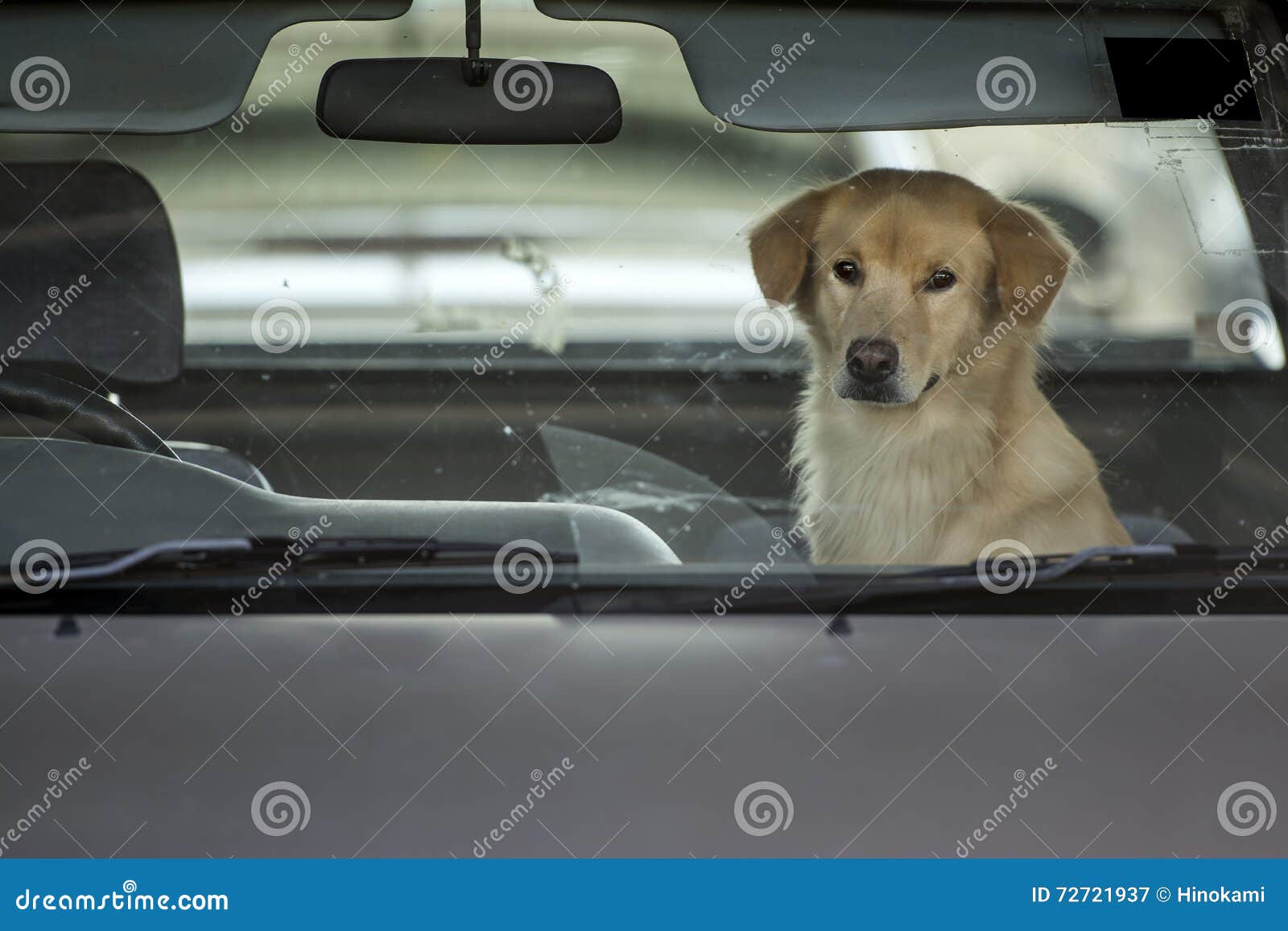 The dog wait owner in car stock image. Image of white - 72721937