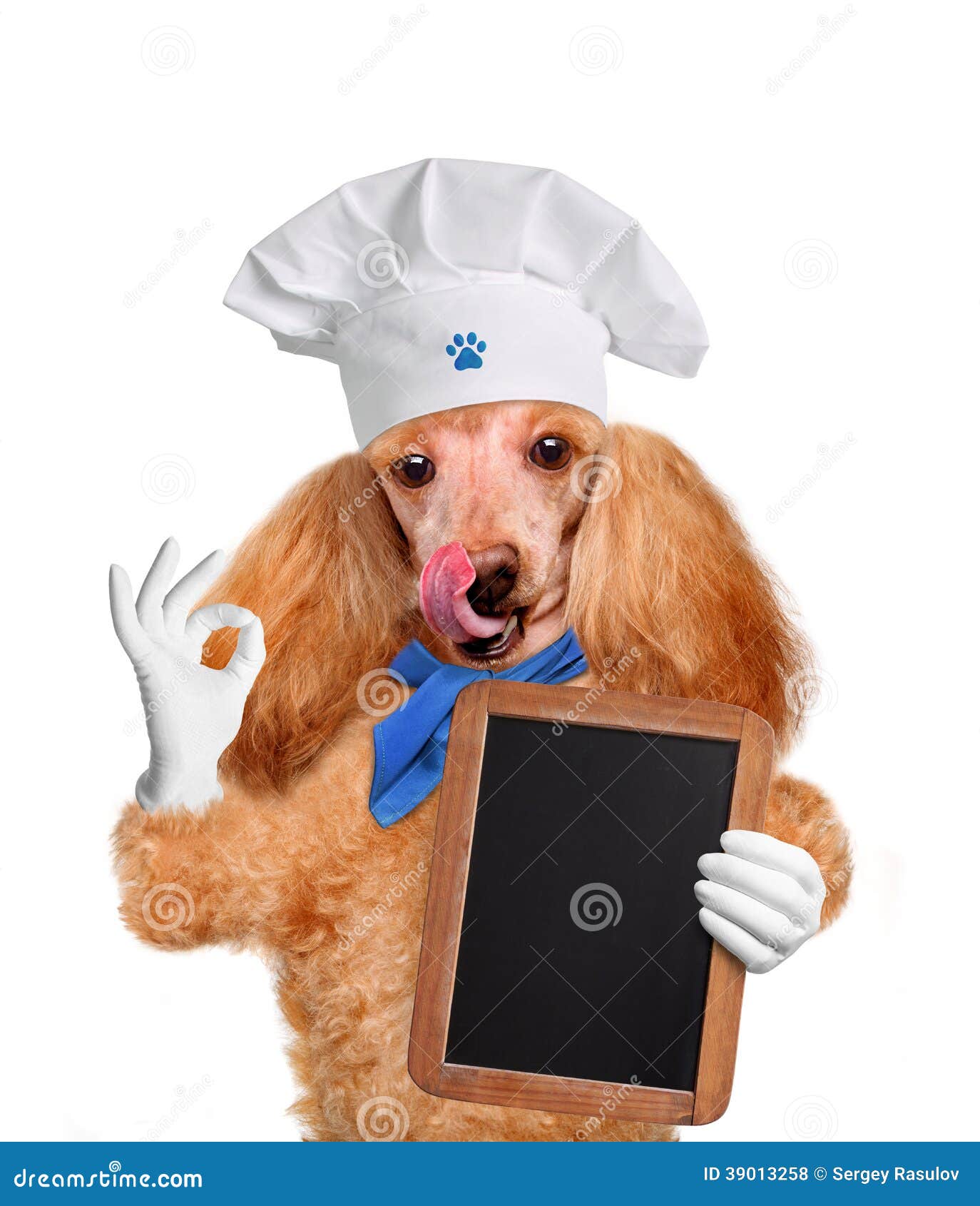 402 Dog Waiter Photos - Free & Royalty-Free Stock Photos from Dreamstime