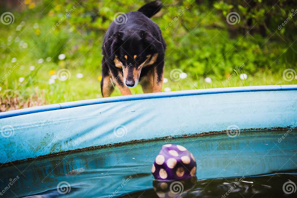 Dog Waiting for Ball in Pool Stock Image - Image of naughty, playing ...