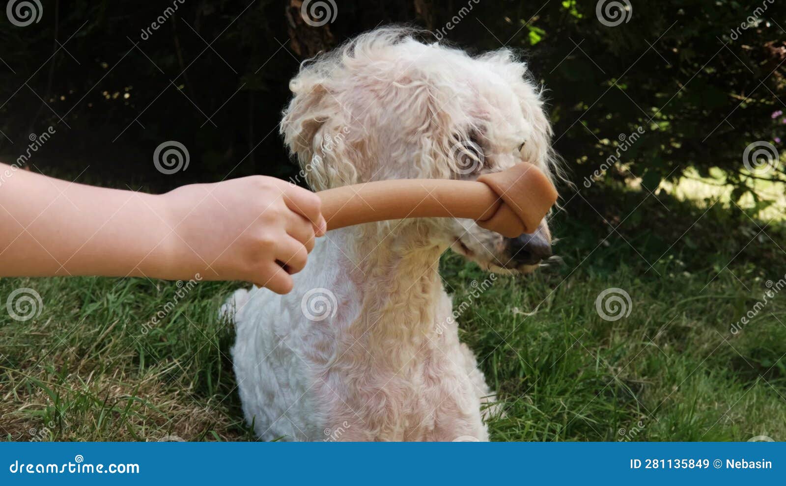 The Dog is Waiting for a Bone for Teeth. White Royal Poodle Stock Video ...