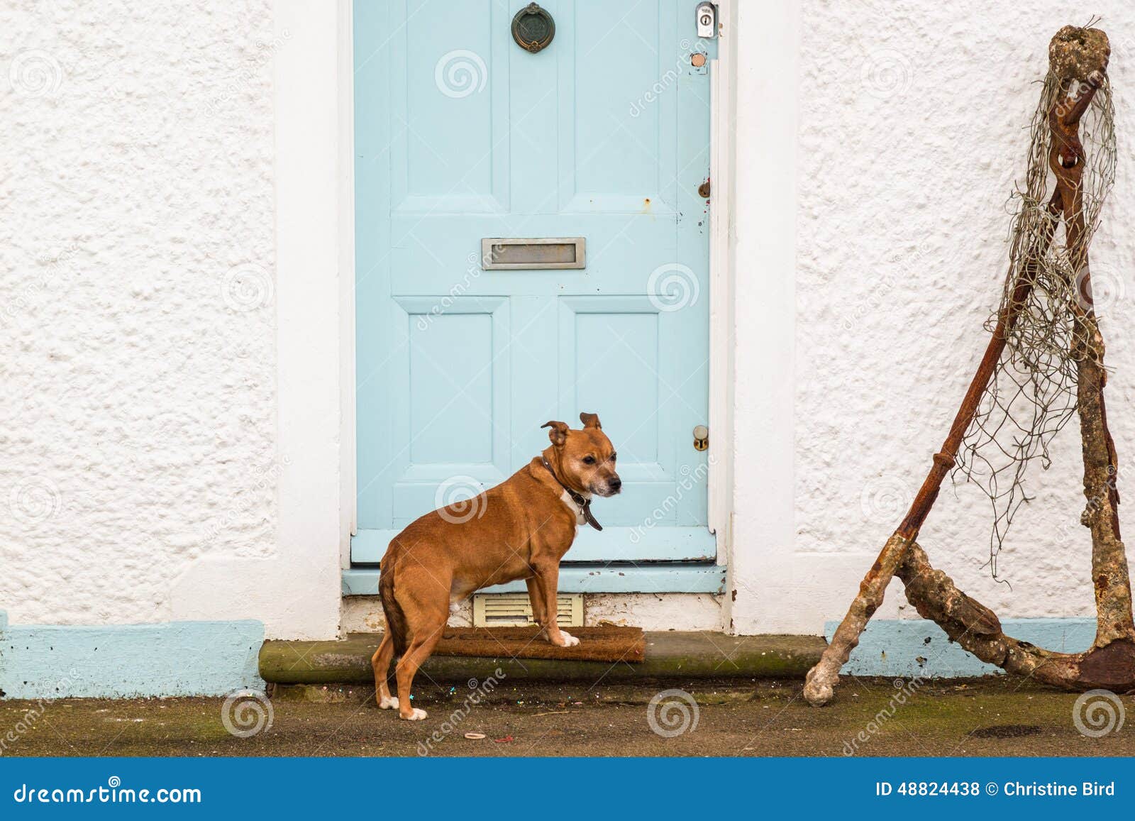 Dog Waiting at a Front Door Stock Photo - Image of rusty, wood: 48824438
