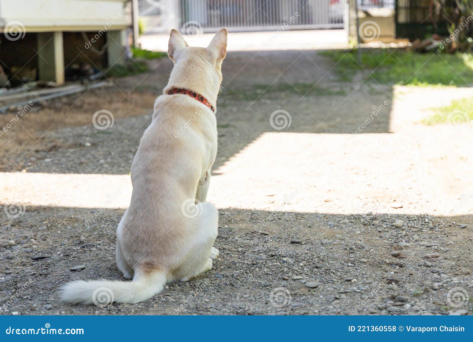 Dog waiting for his owner stock photo. Image of friendship - 221360558