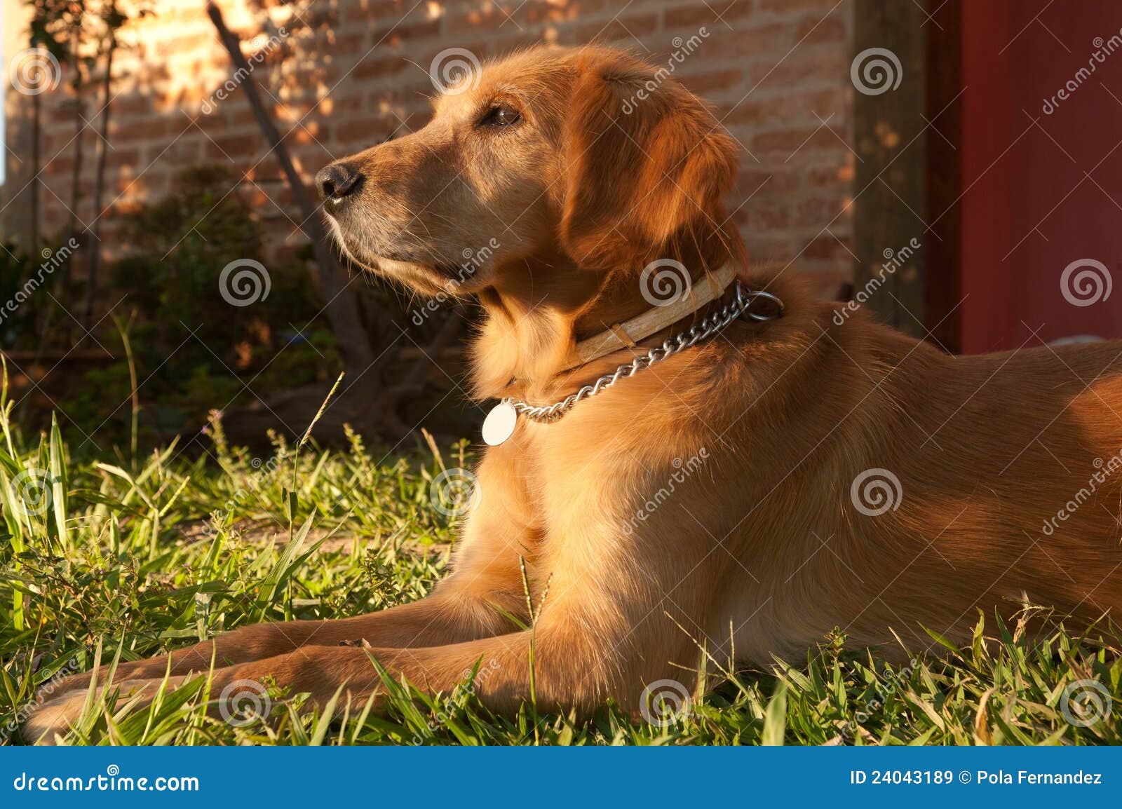 Dog waiting owner stock image. Image of think, look, peaceful - 24043189