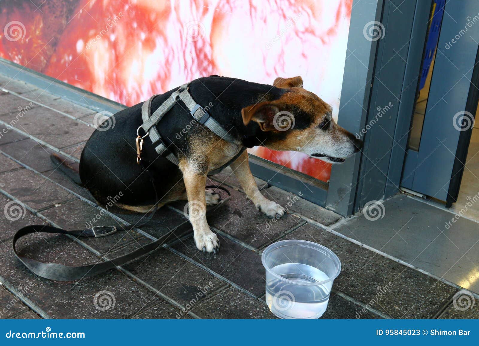 The Dog is Waiting for the Owner Stock Image - Image of road, teeth ...