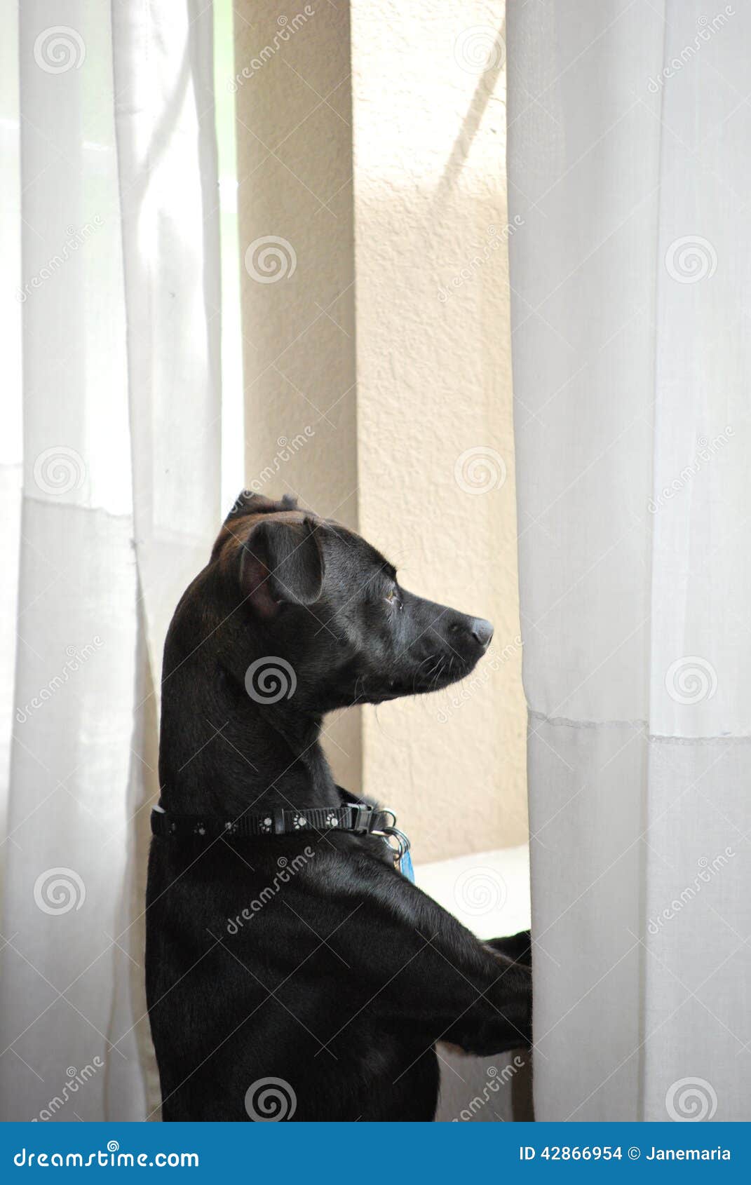 Dog waiting for owner stock photo. Image of waiting, watching - 42866954