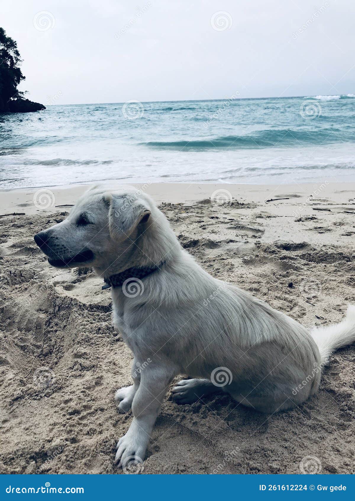 Dog stock photo. Image of beach, waiting, white, sunset - 261612224