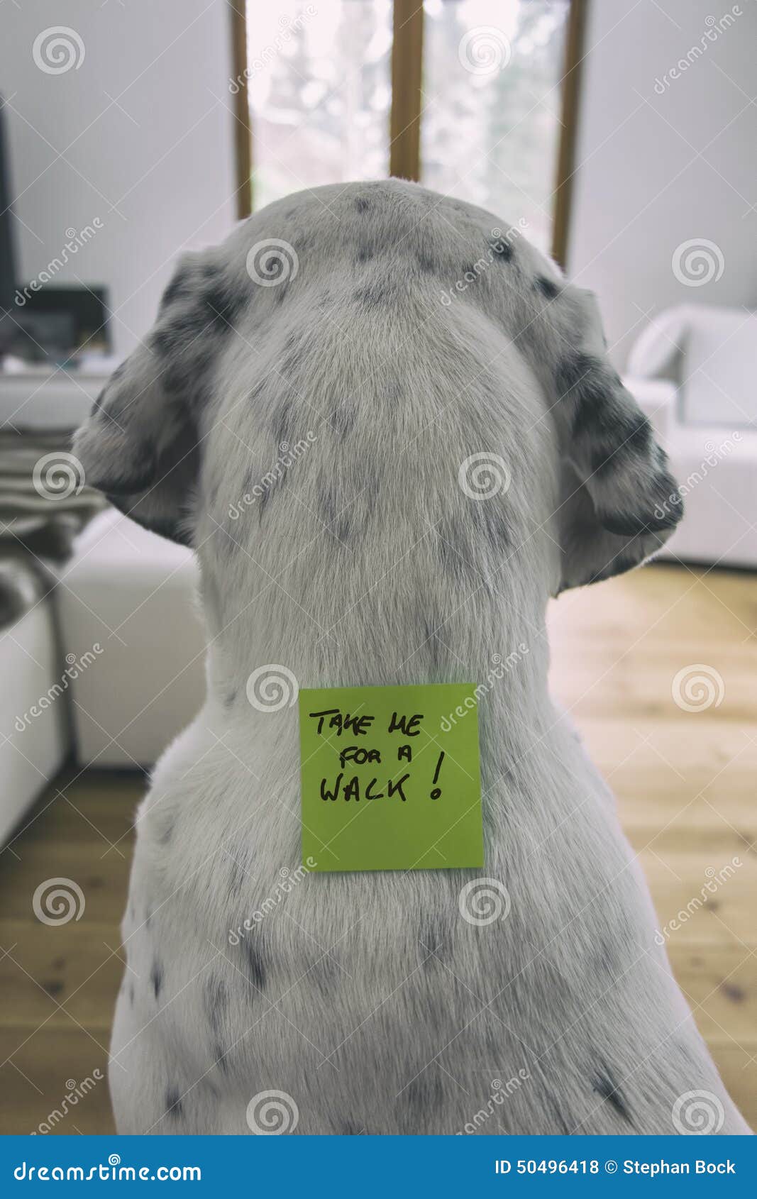 Dog Waiting for a Walk, Post-it Stock Photo - Image of stroll, waiting ...