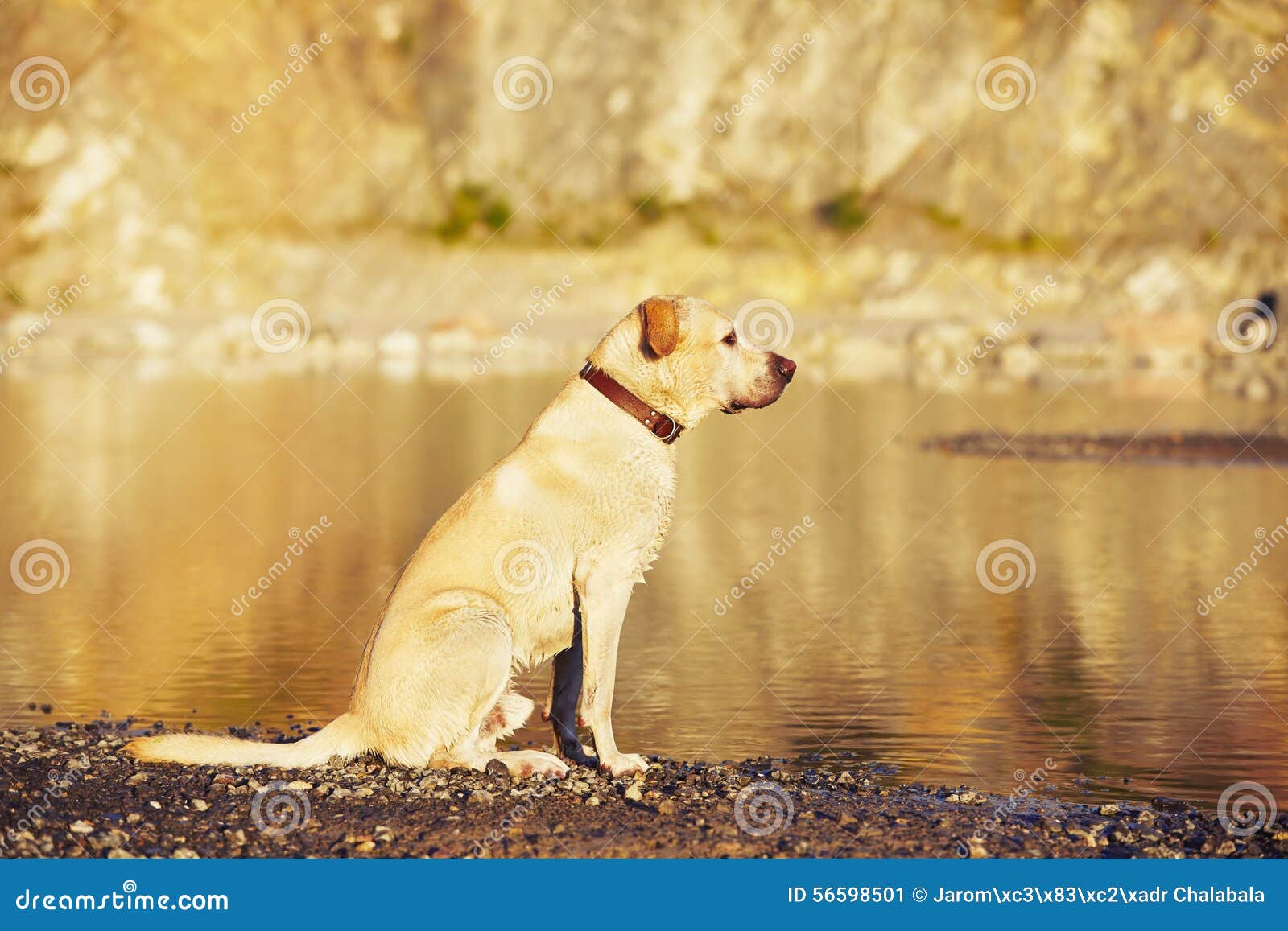 Dog in waiting stock image. Image of looking, funny, cute - 56598501